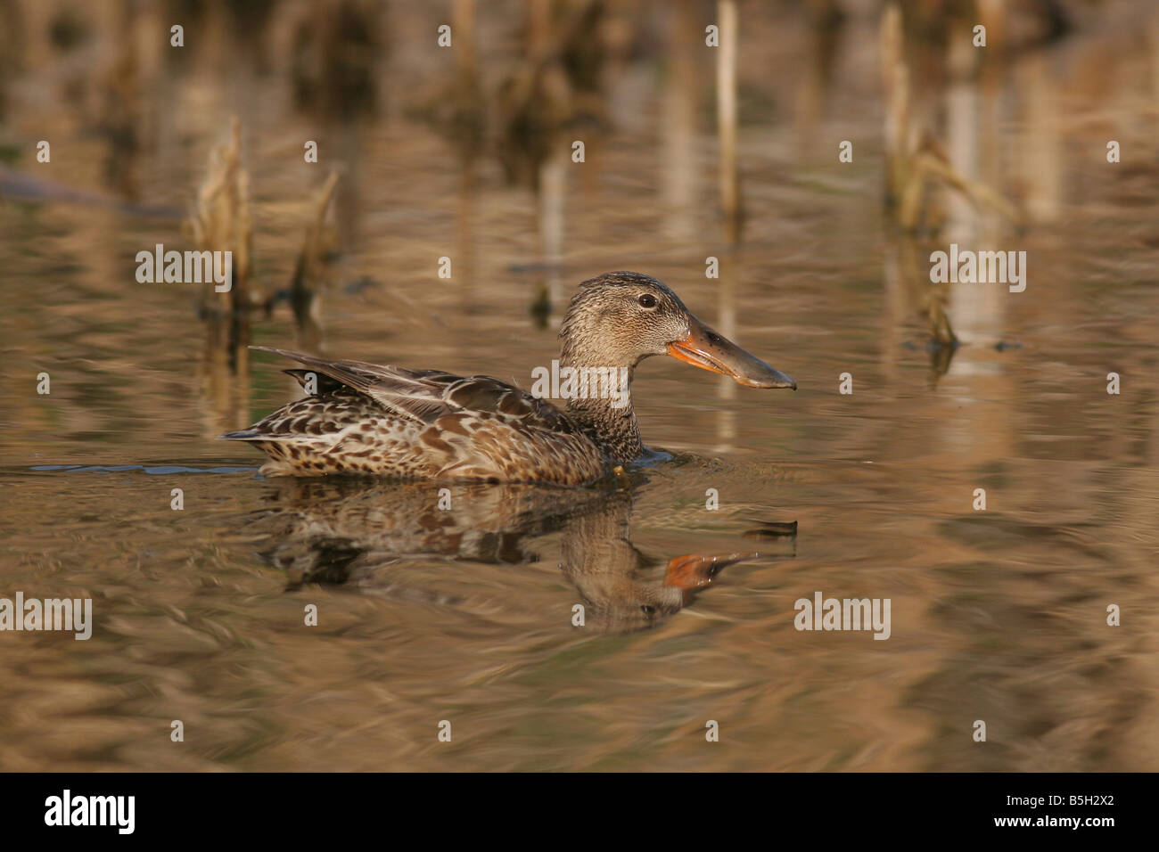 Female shoveler duck hi-res stock photography and images - Alamy