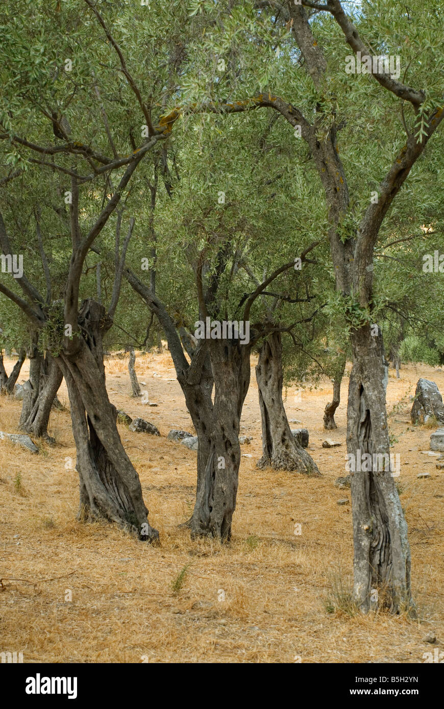 Turkey olive trees hi-res stock photography and images - Alamy