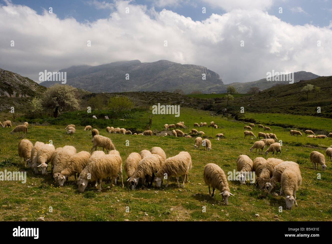Sheep grazing in high pastures Gious Kambos plateau Kedros Mountains central Crete Stock Photo ...