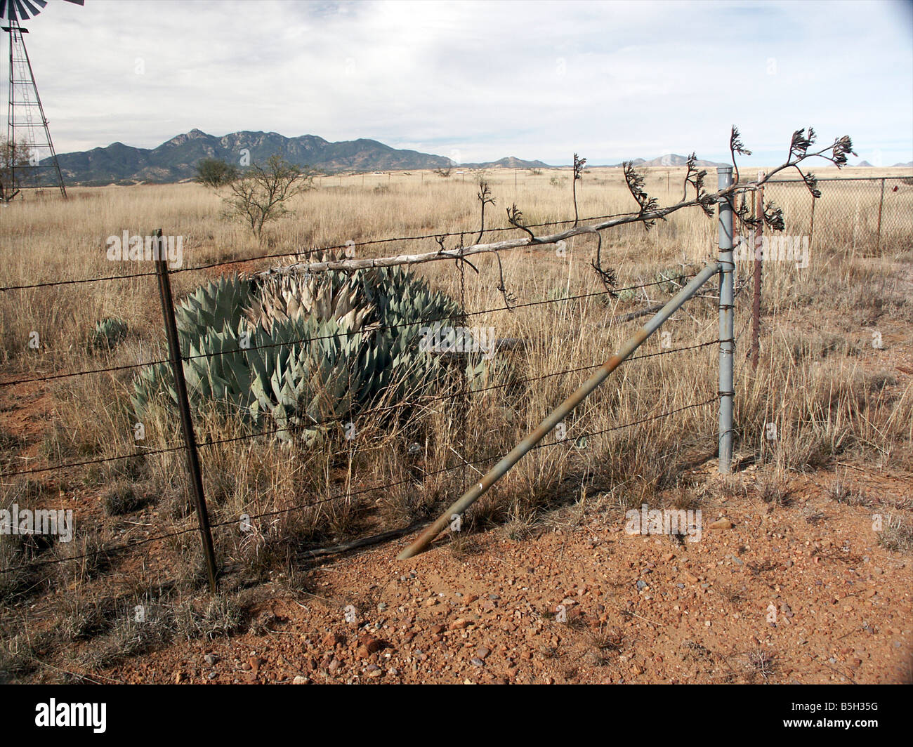 dying Centennial plant in the desert around Sierra Vista, Arizona. Wind ...