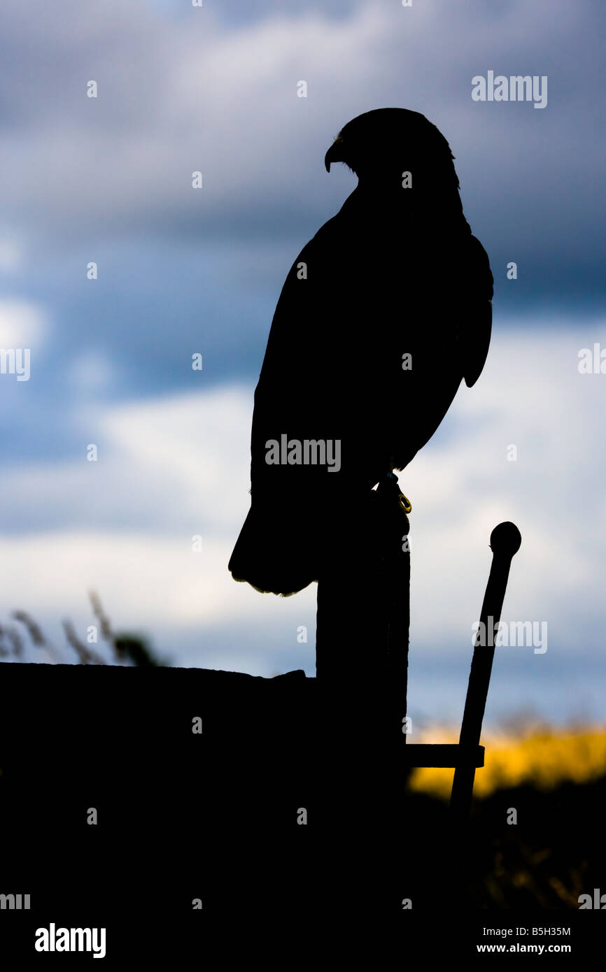 Buzzard silhouette hi-res stock photography and images - Alamy