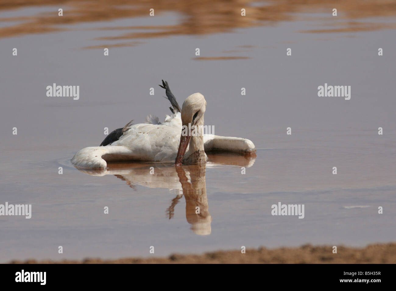 Helpless animals hi-res stock photography and images - Alamy