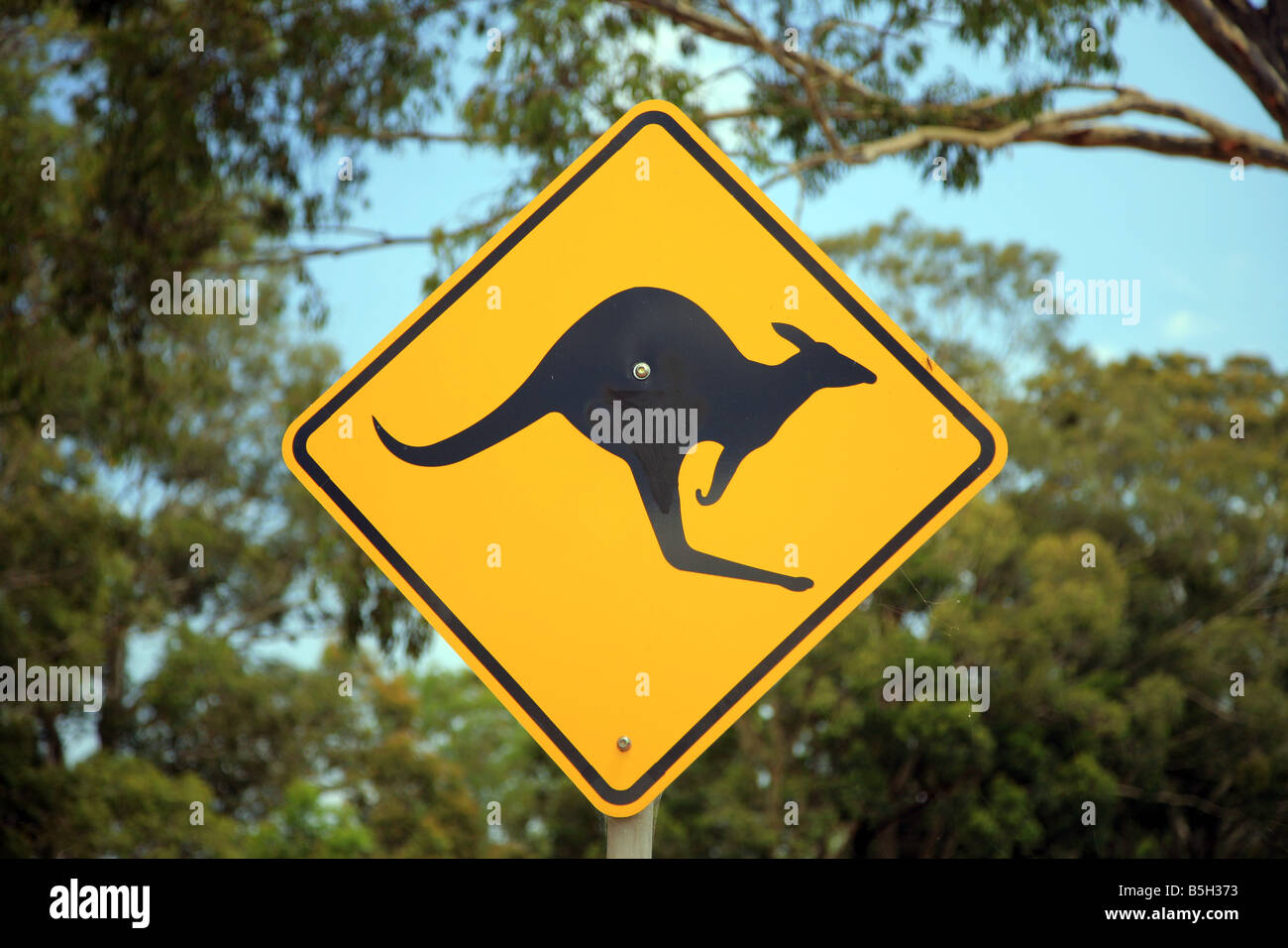 Kangaroo warning sign Stock Photo - Alamy