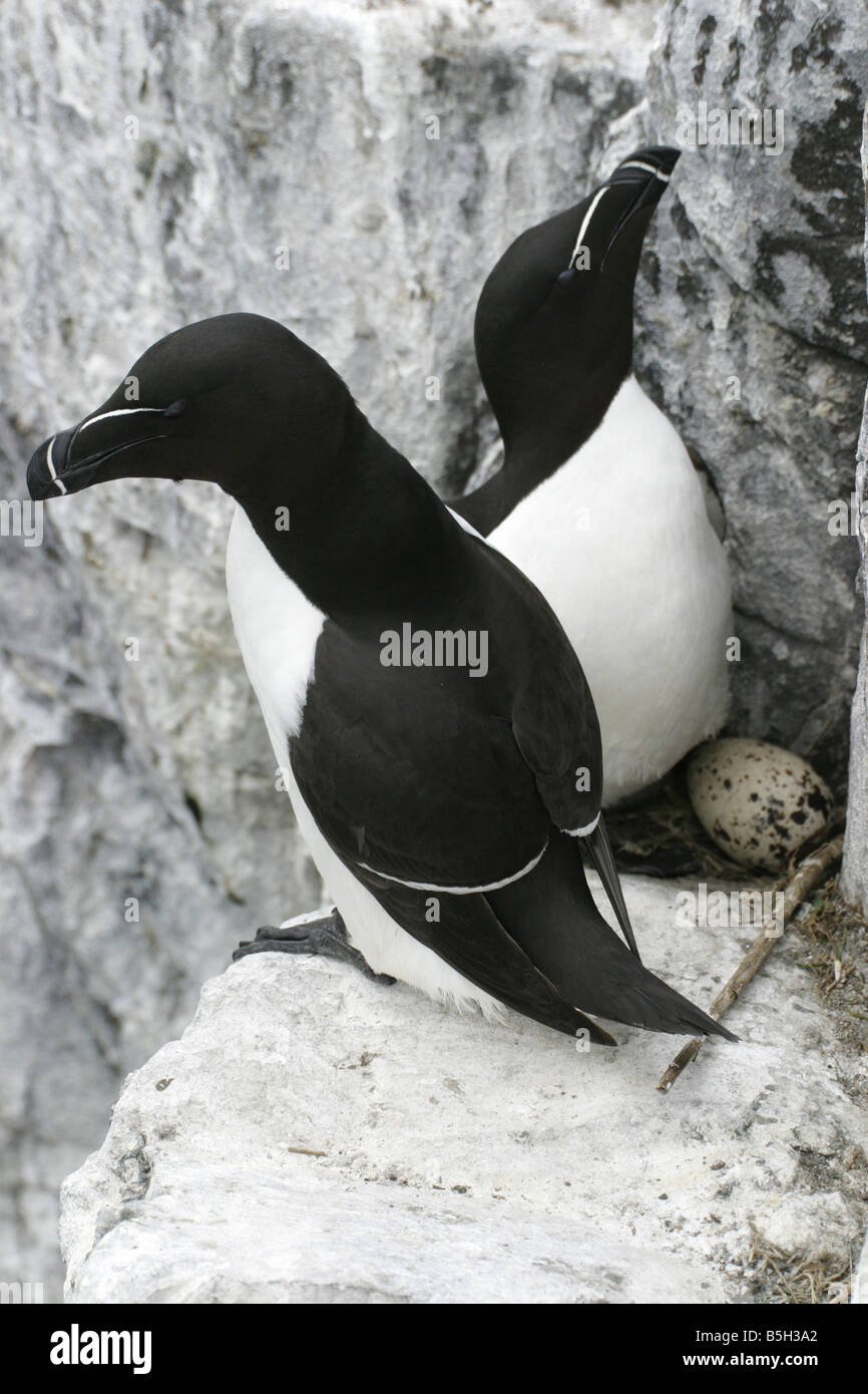 A pair of Razorbills, Alca torda, on a nest on a cliff edge Stock Photo ...