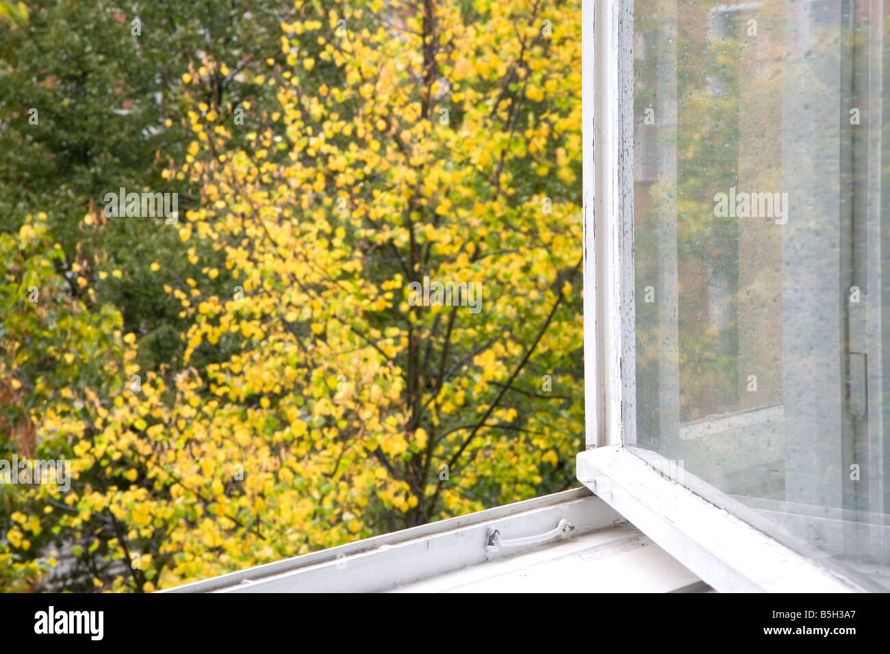 View from an open window on a rainy day looking out at trees Stock ...