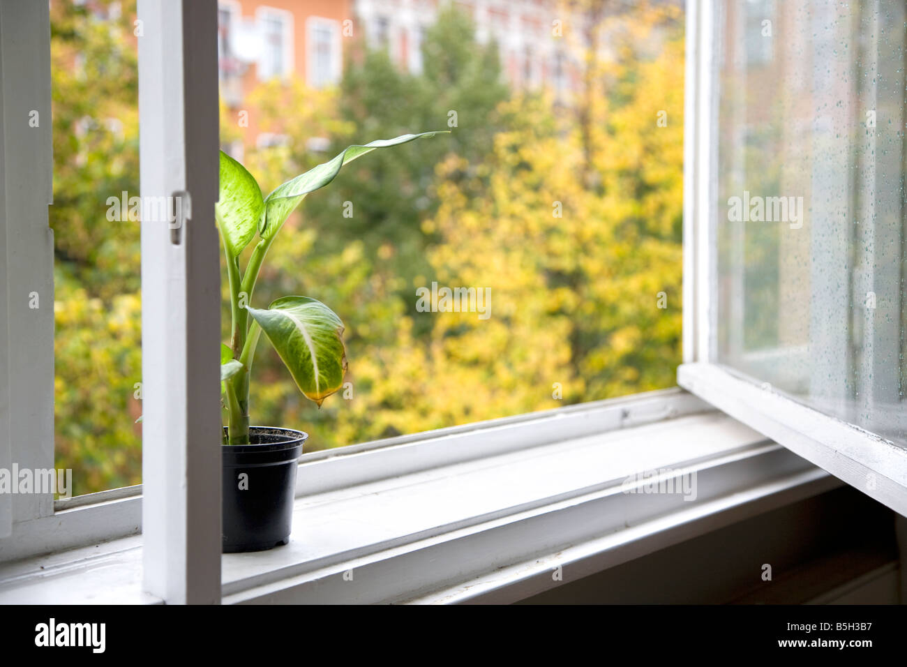 A plant on a window sill with an open window Stock Photo - Alamy