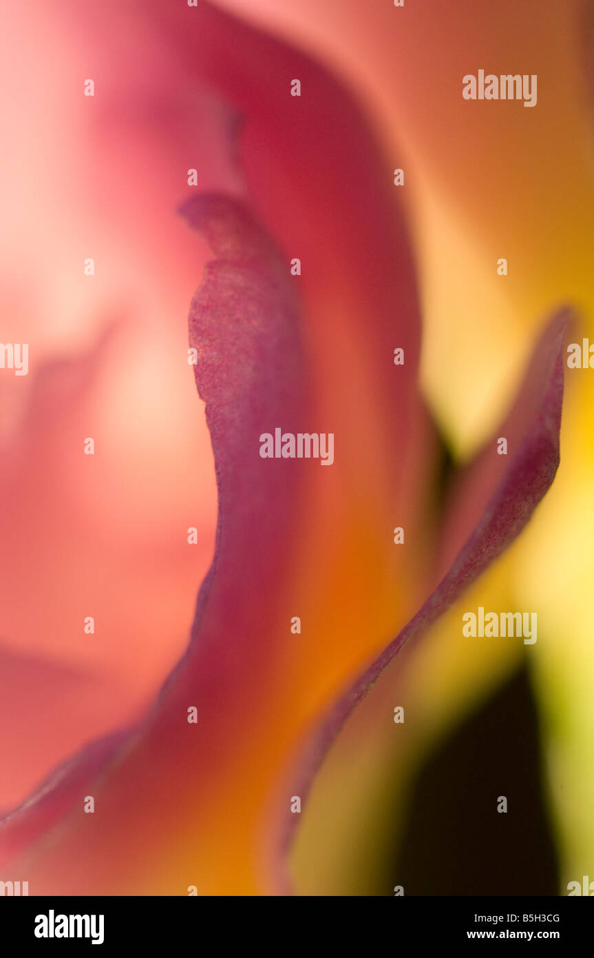 Freesia wedding flowers hi-res stock photography and images - Alamy