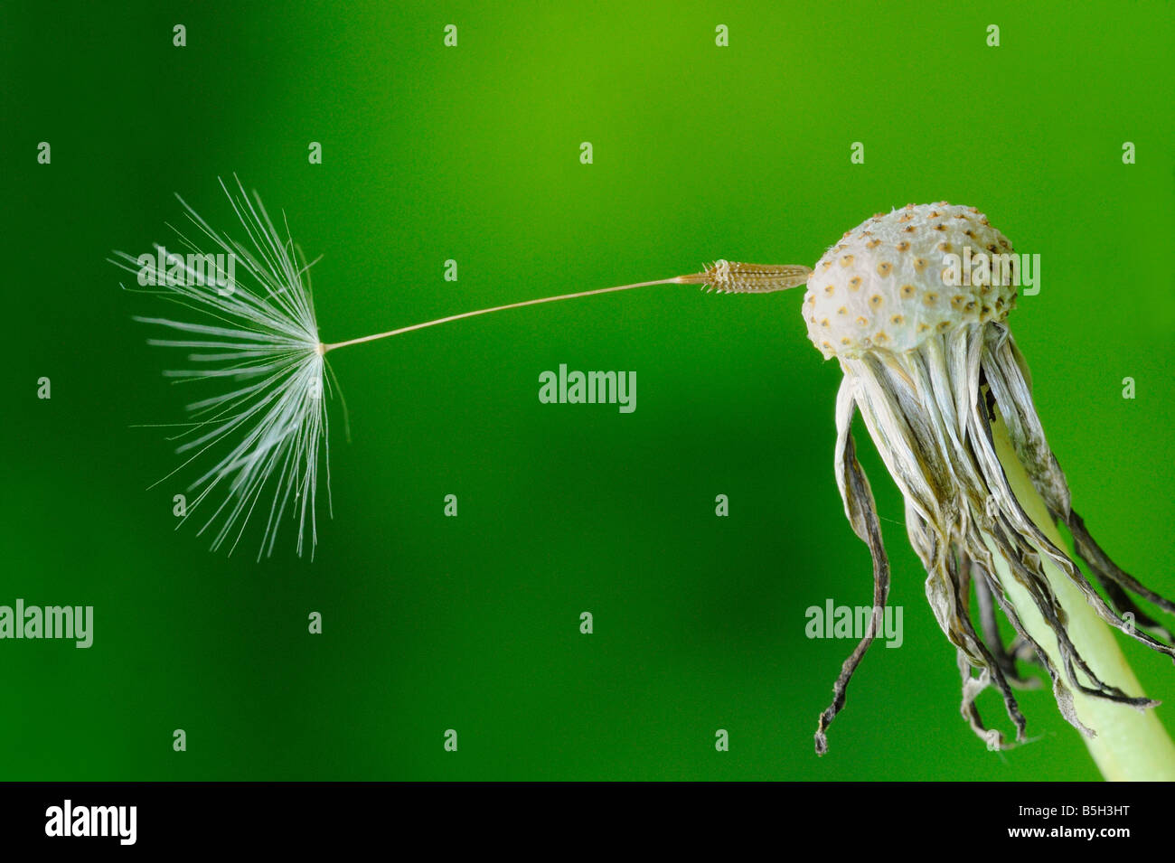 Fluffy seed floating hi-res stock photography and images - Alamy