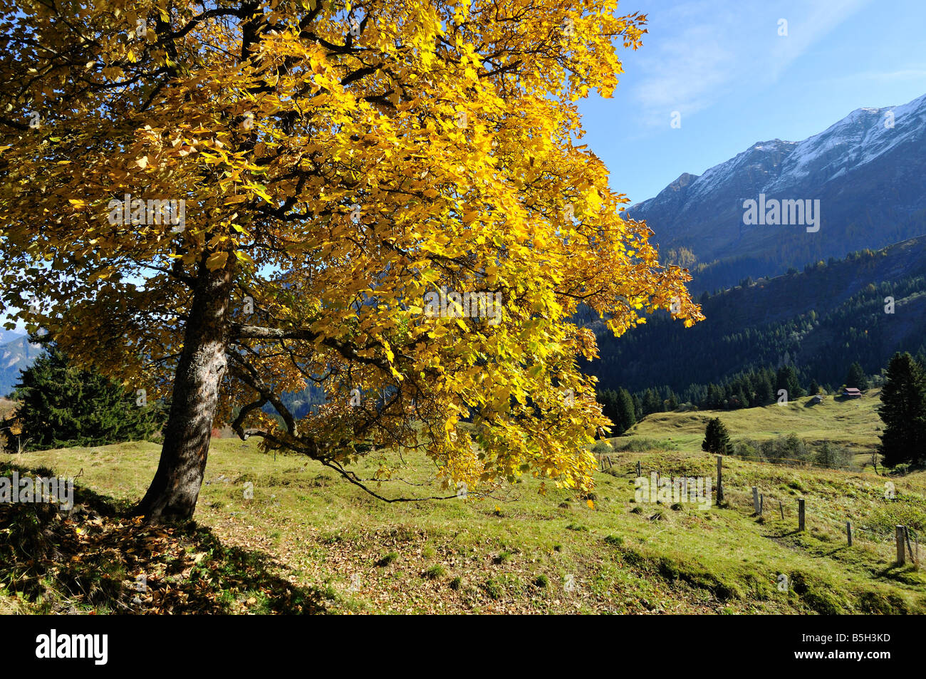 Autumnal tree colours hi-res stock photography and images - Alamy