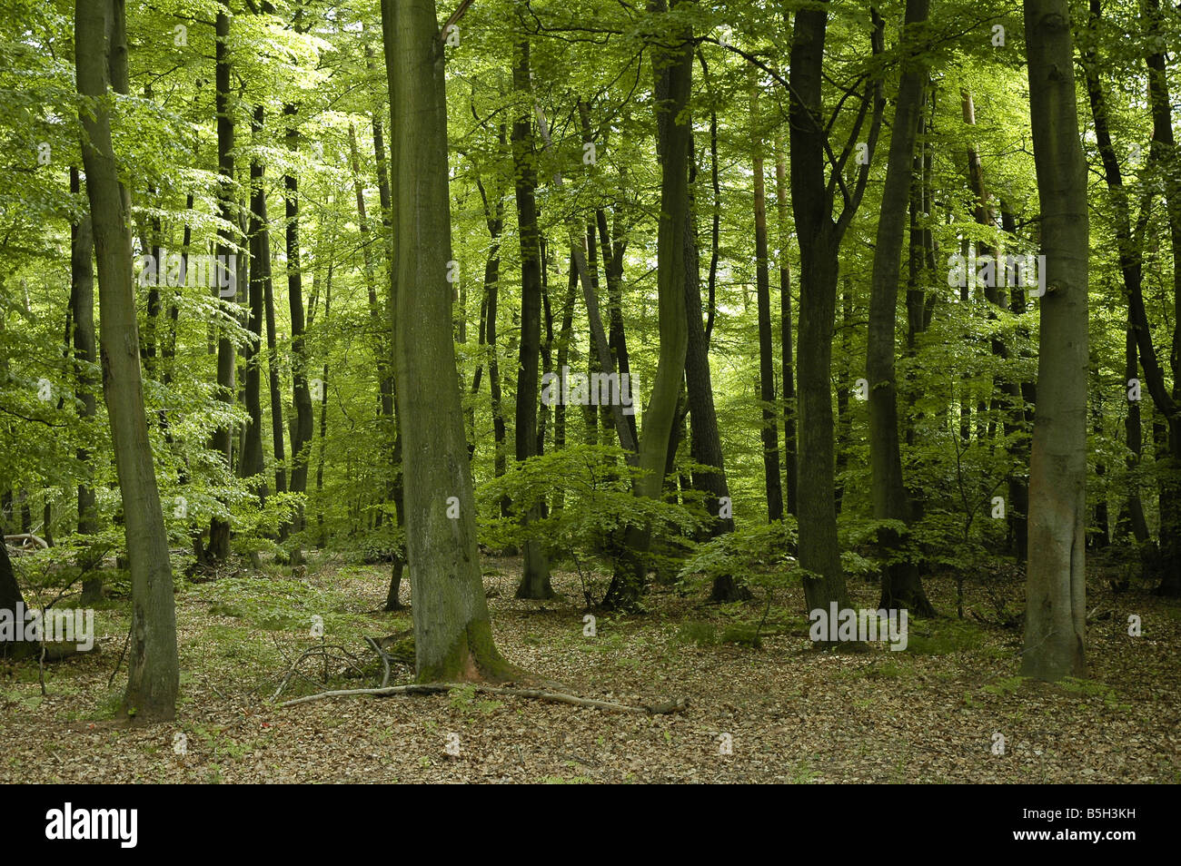 french oaks and beeches forest trees Stock Photo - Alamy