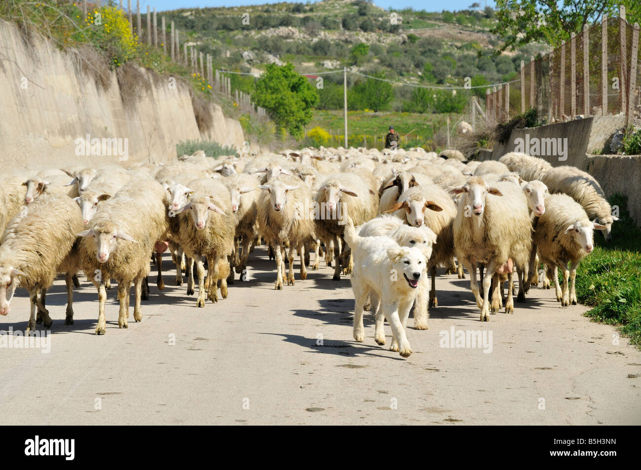 Flock of sheep hi-res stock photography and images - Alamy