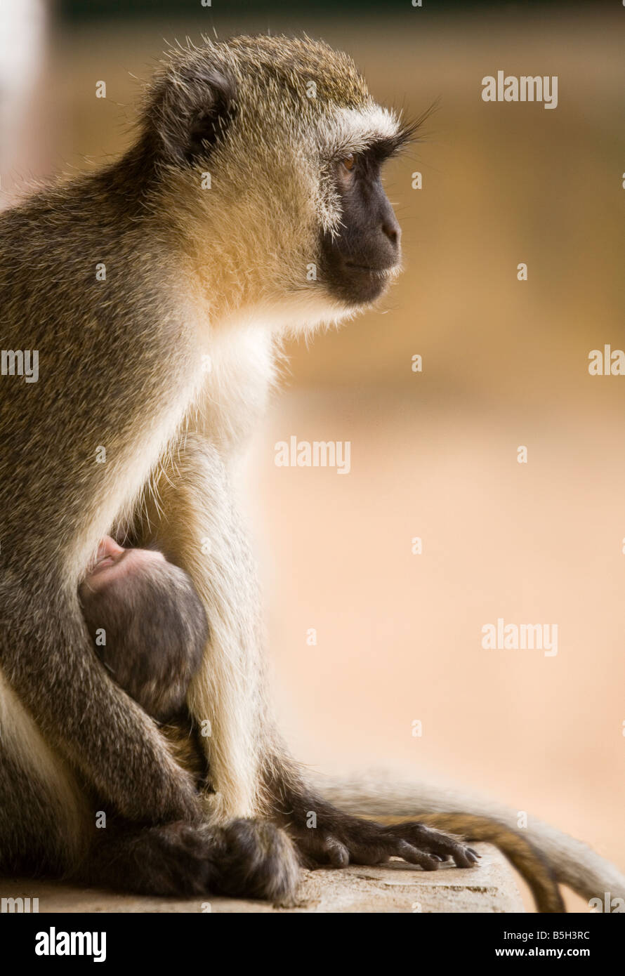 A Monkey with her baby in Tsavo National Park in Kenya Stock Photo - Alamy