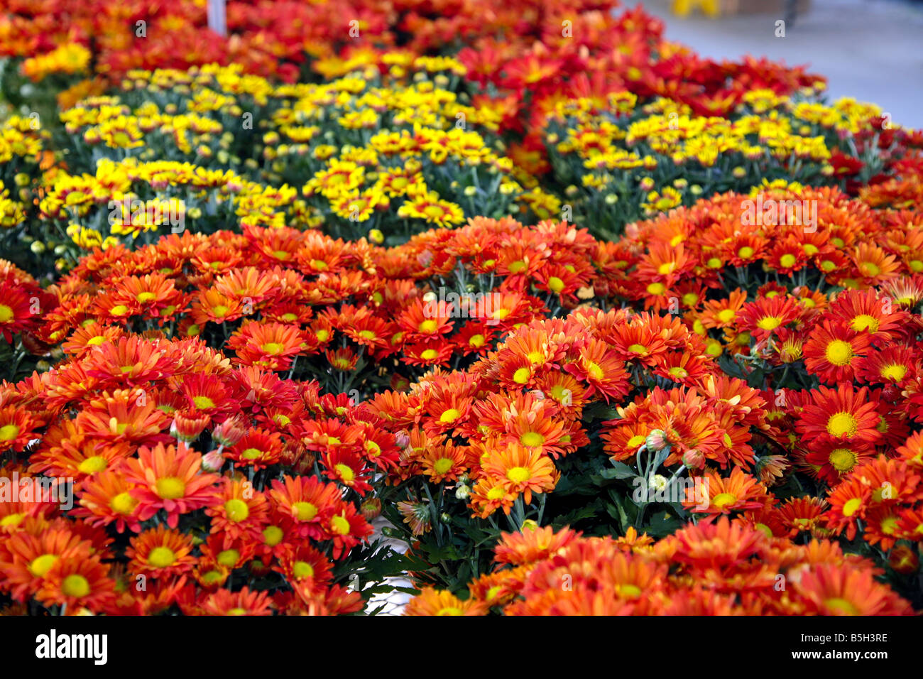 Flower bouquet as Decor for the Celebration of Thanksgiving in North ...