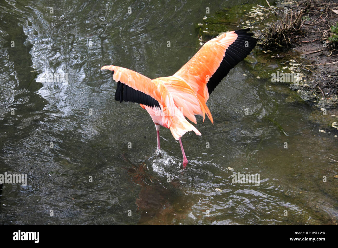 Flamingo stretching hi-res stock photography and images - Alamy