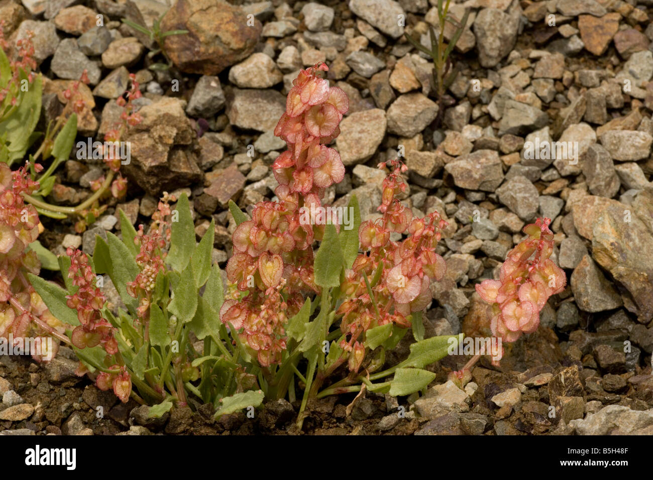 Cypriot Dock Rumex cypria endemic in Cyprus Stock Photo - Alamy