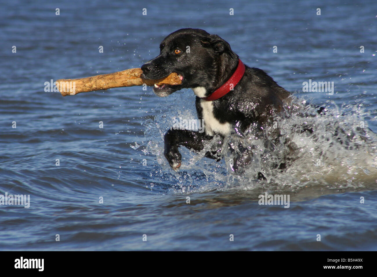 Retrieve stick hi-res stock photography and images - Alamy