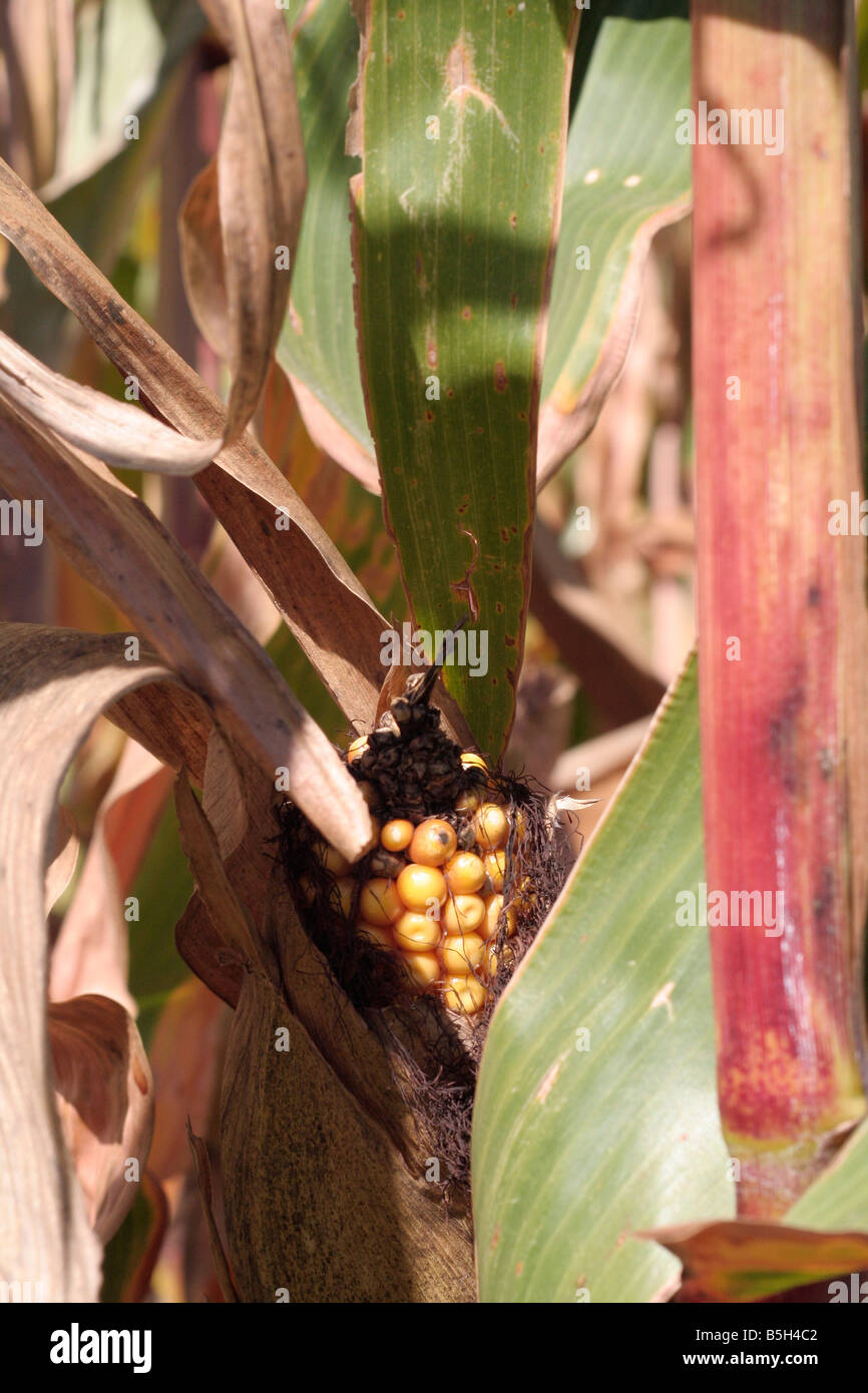 Corn varieties hi-res stock photography and images - Alamy