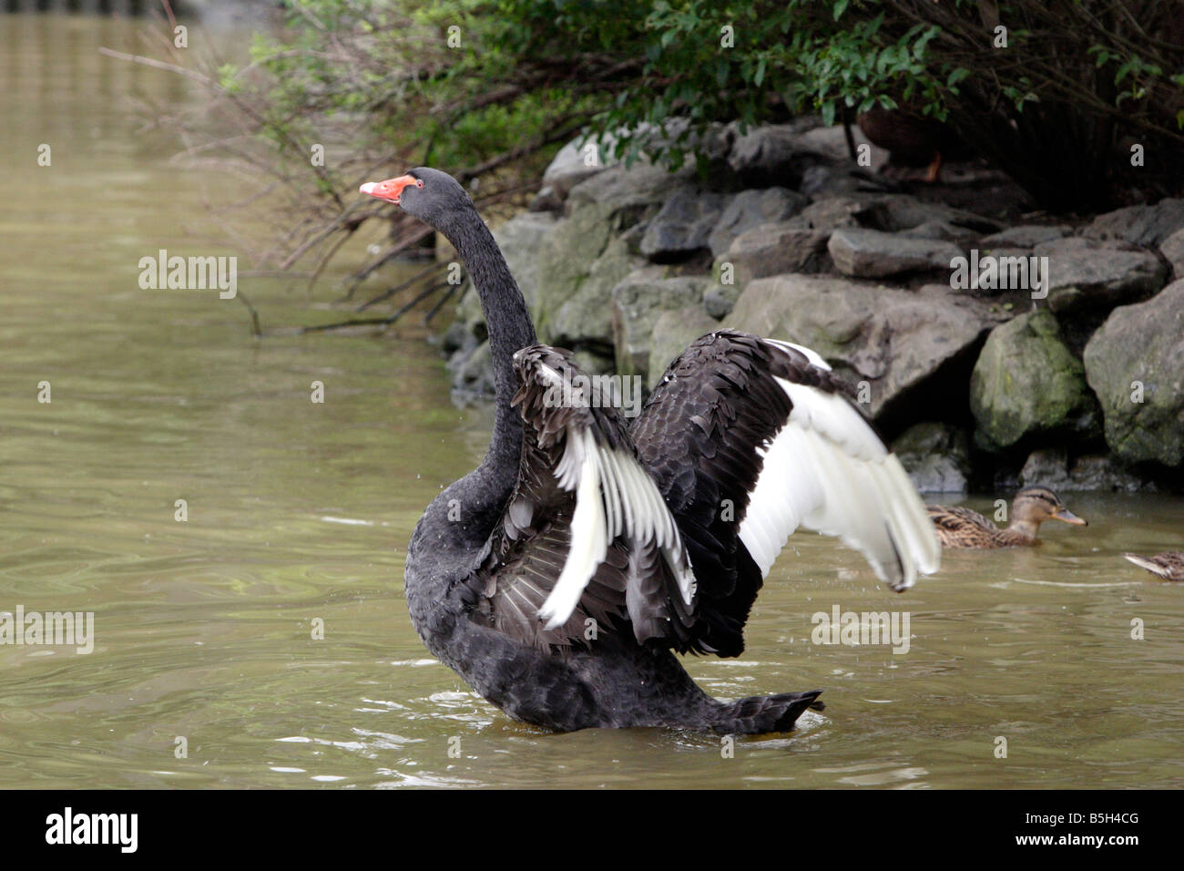 Duck in Asahiyama Zoo Hokkaido Japan Stock Photo - Alamy