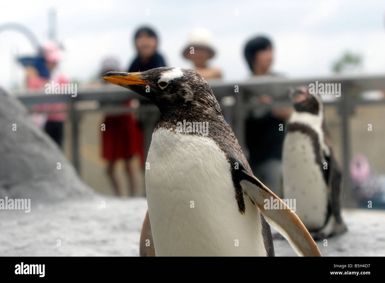 Penguin island zoo hi-res stock photography and images - Alamy