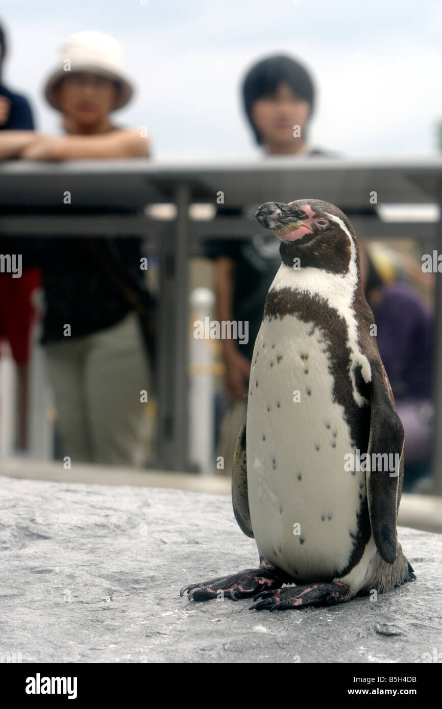 Humboldt Penguin Spheniscus humboldti aka Peruvian Penguin or Patranca ...