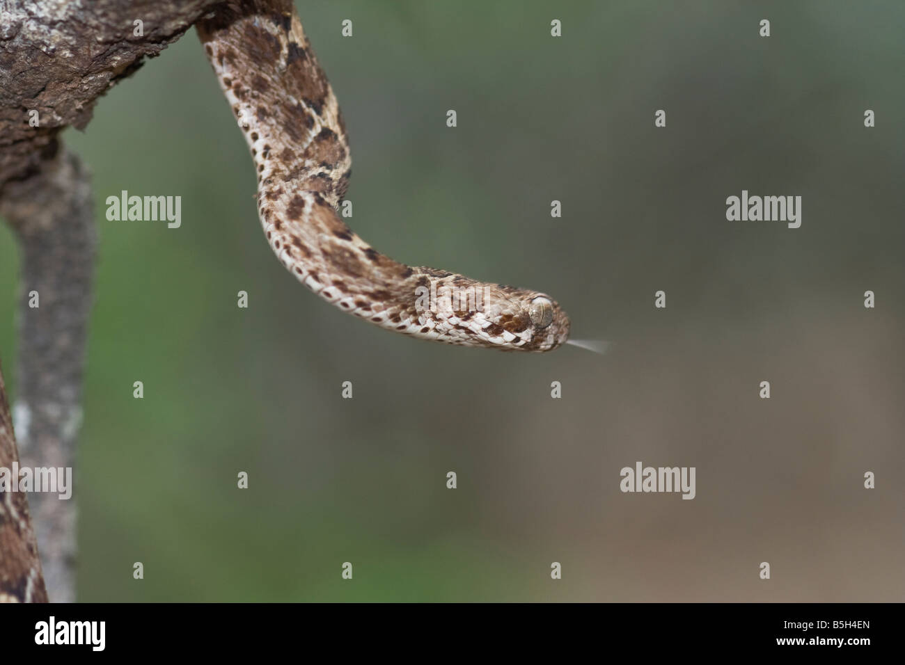 Small scaled snake hi-res stock photography and images - Alamy