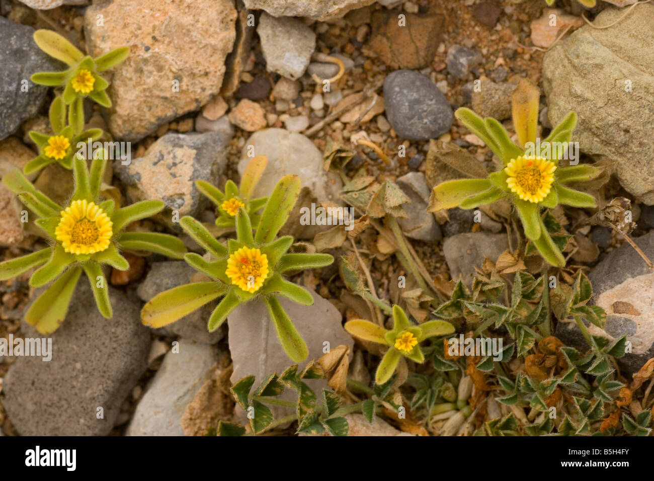 Asteriscus High Resolution Stock Photography and Images - Alamy