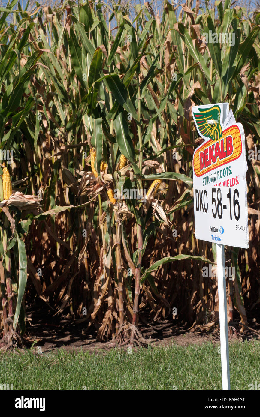 Bushel of corn hi-res stock photography and images - Alamy