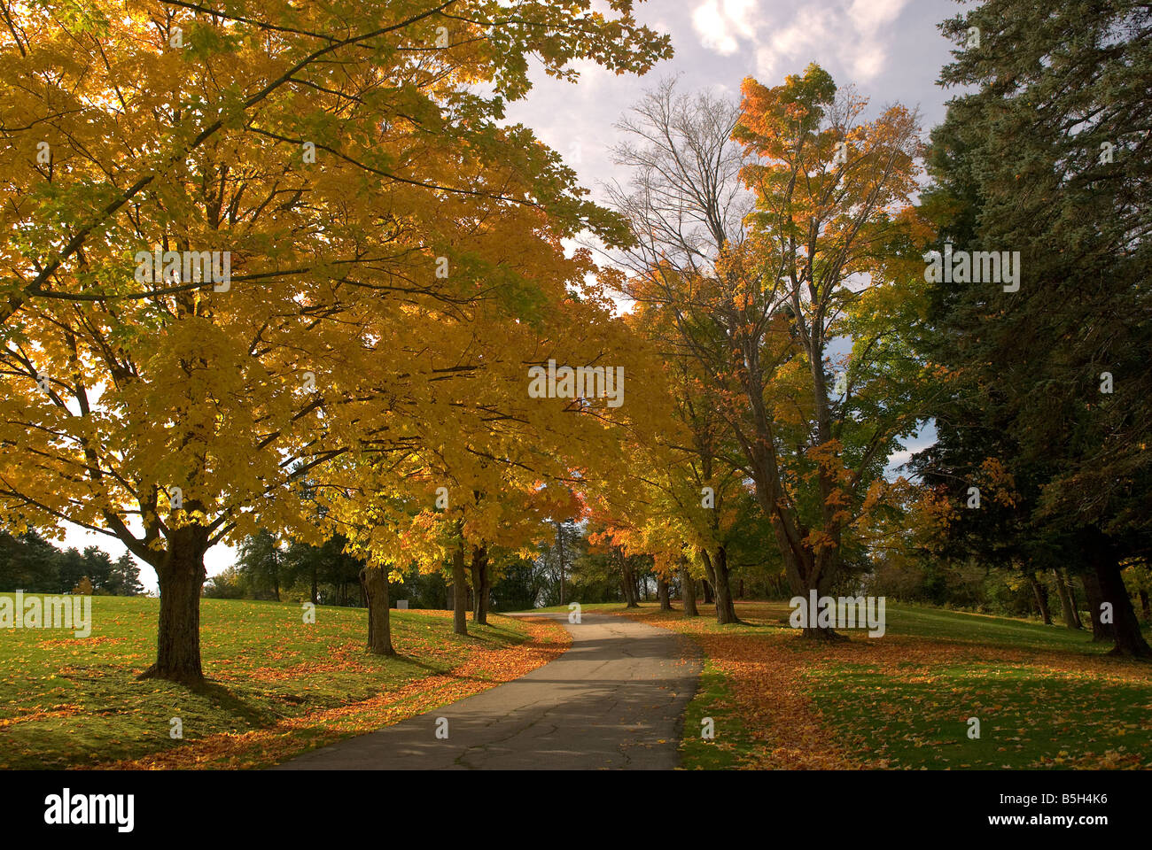 fall tree color along the driveway Stock Photo - Alamy