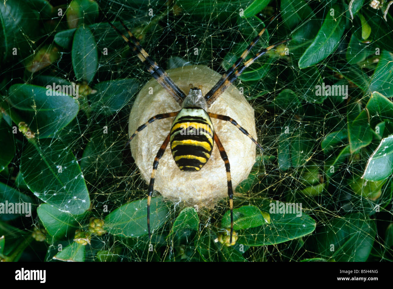Wasp spider and nest on Buxus sempervirens Stock Photo - Alamy Wasp spider and nest on Buxus sempervirens Stock Photo - Alamy