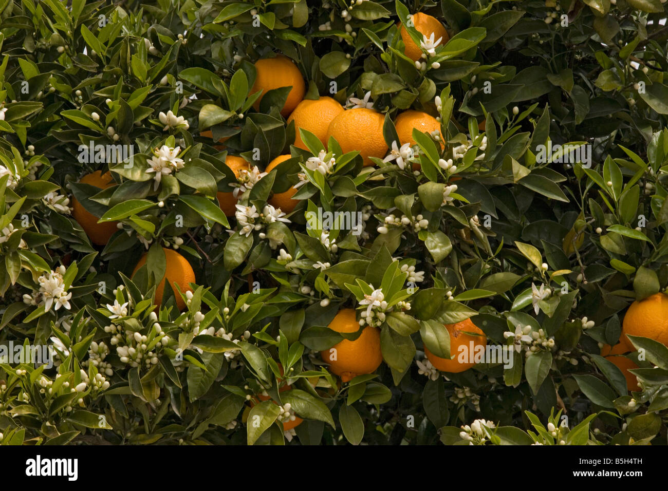Citrus sinensis hi-res stock photography and images - Alamy