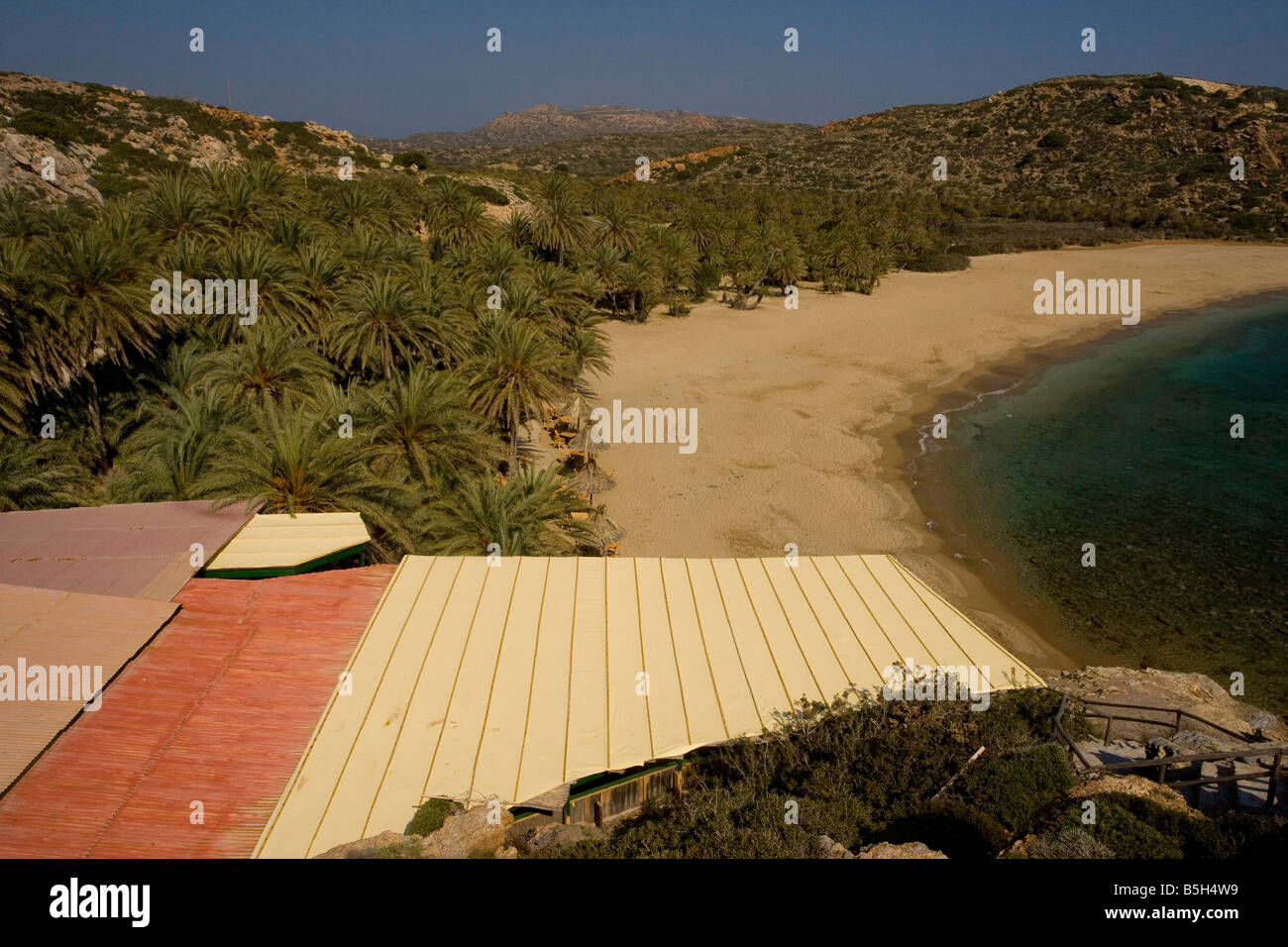 Cretan Date Palm Phoenix theophrastii growing on the coast at Vai with ...
