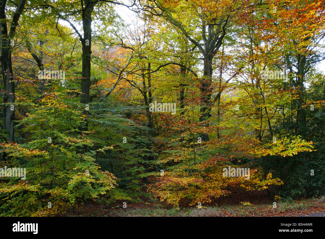 Beech Trees Fagus sylvatica in Autumn Taken October Burnham Beeches ...