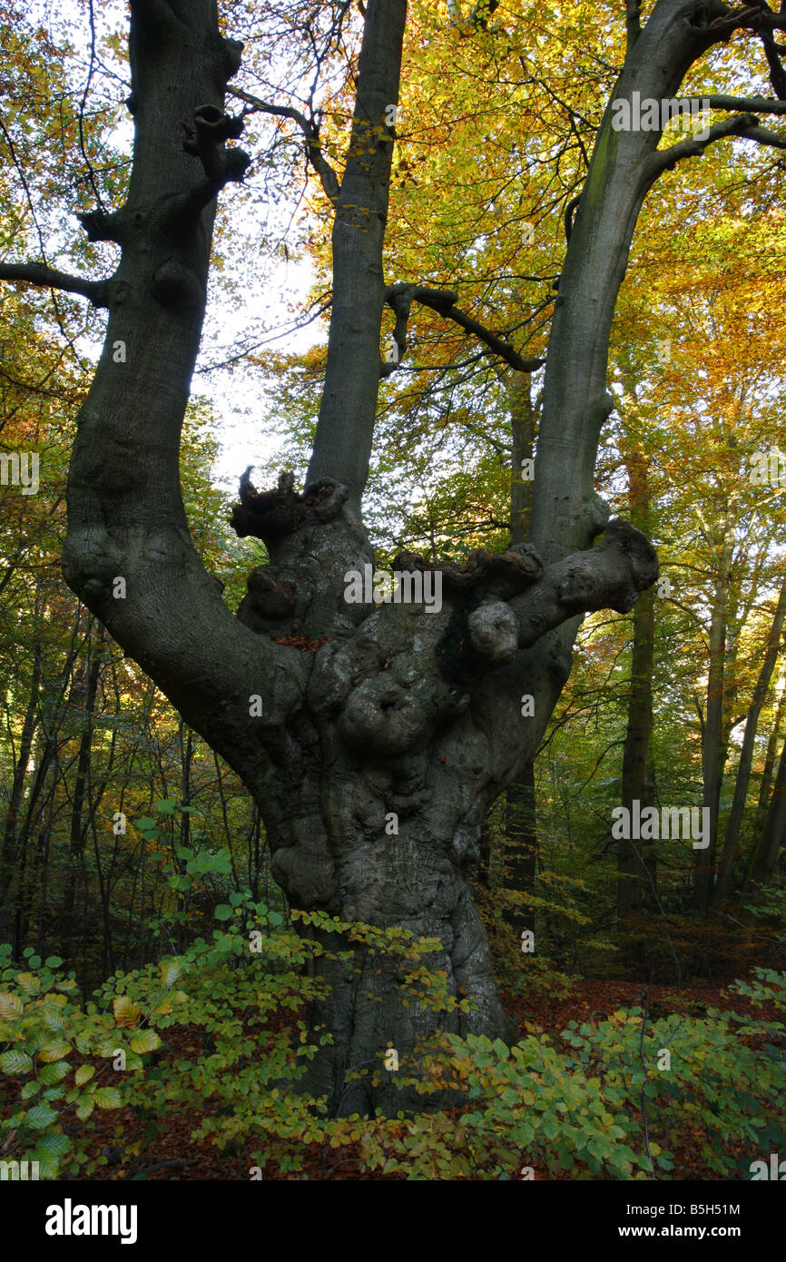 Ancient pollarded Beech Tree Fagus sylvatica in Autumn Taken October ...