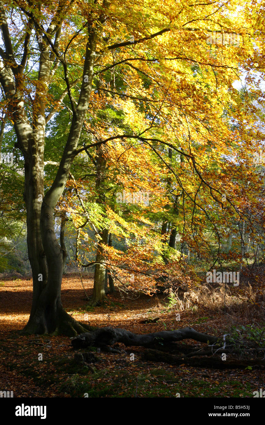 Beech Tree Fagus sylvatica in Autumn Taken October Burnham Beeches ...