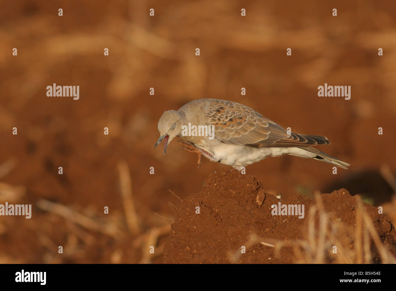 Turtle Dove Streptopelia turtur Israel summer 2007 Stock Photo - Alamy