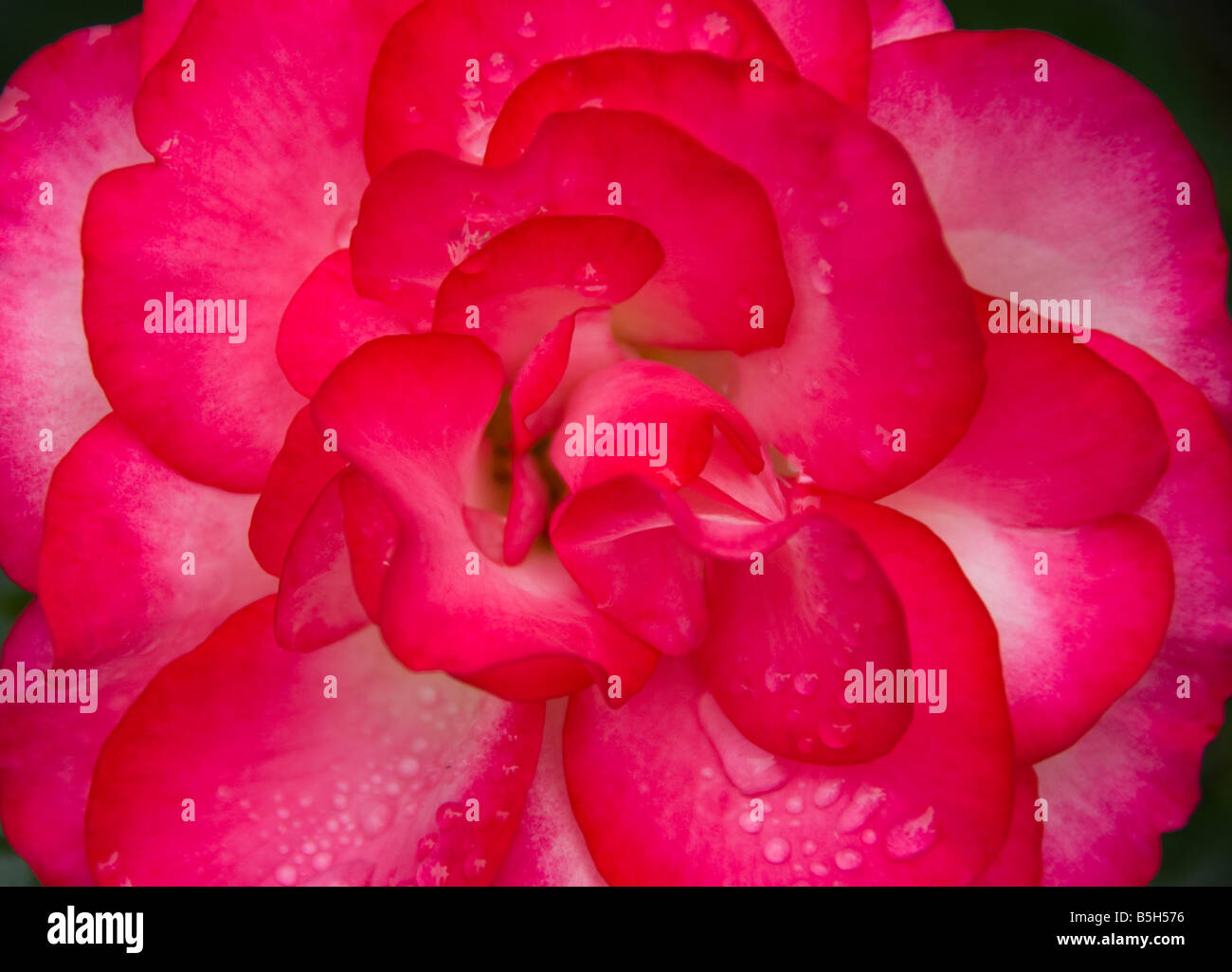Red portland rose hi-res stock photography and images - Alamy