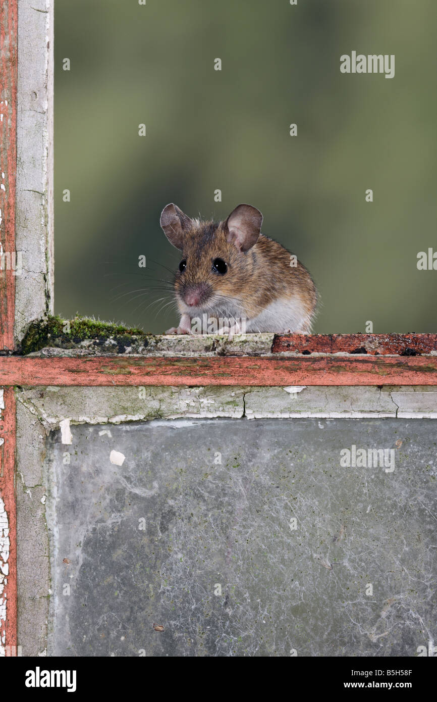 Yellow-necked Mouse Apodemus flavicollis sitting on old shed window ...