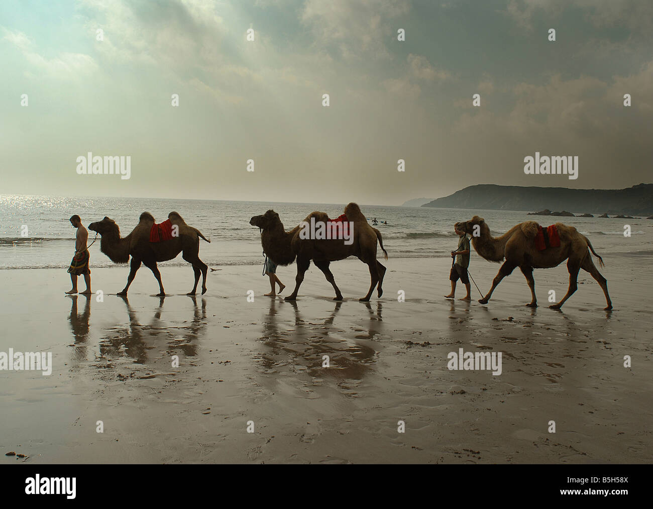 Three Camels walking on a Cornish beach Stock Photo - Alamy