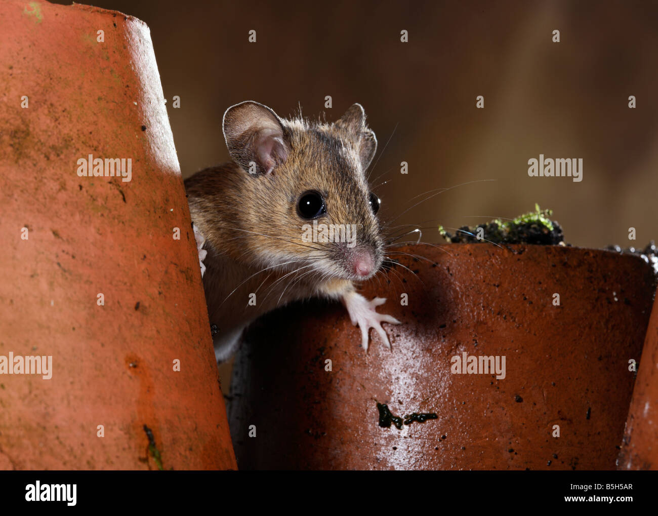 Yellow-necked Mouse Apodemus flavicollis looking between Flower pots ...