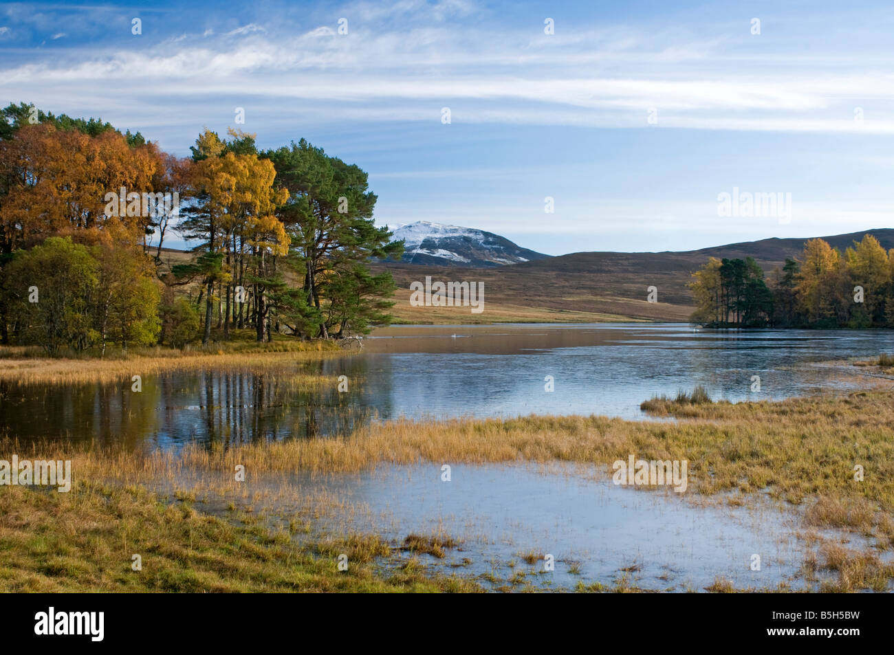 Tayside forestry hi-res stock photography and images - Alamy