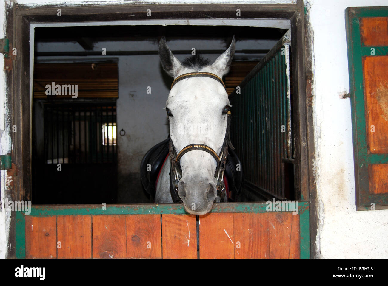 The animal of hungary hi-res stock photography and images - Alamy