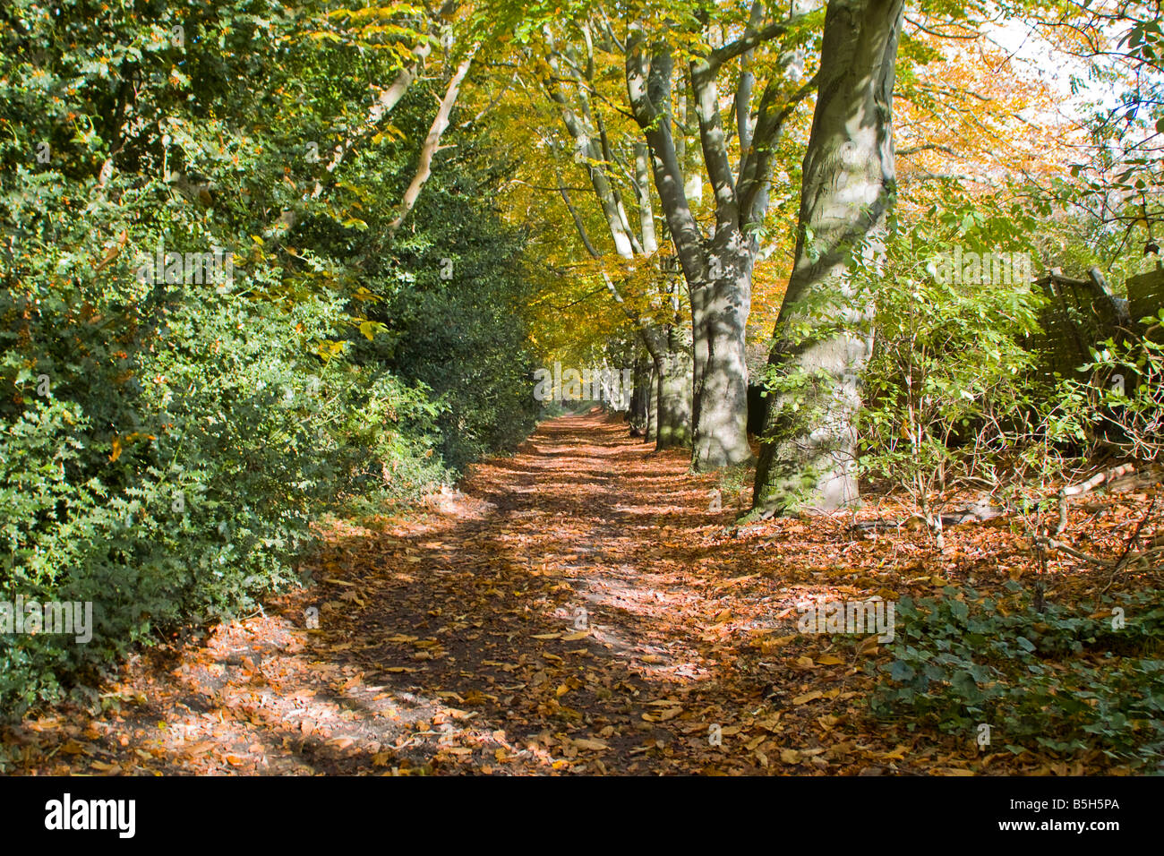 Mousehold hi-res stock photography and images - Alamy