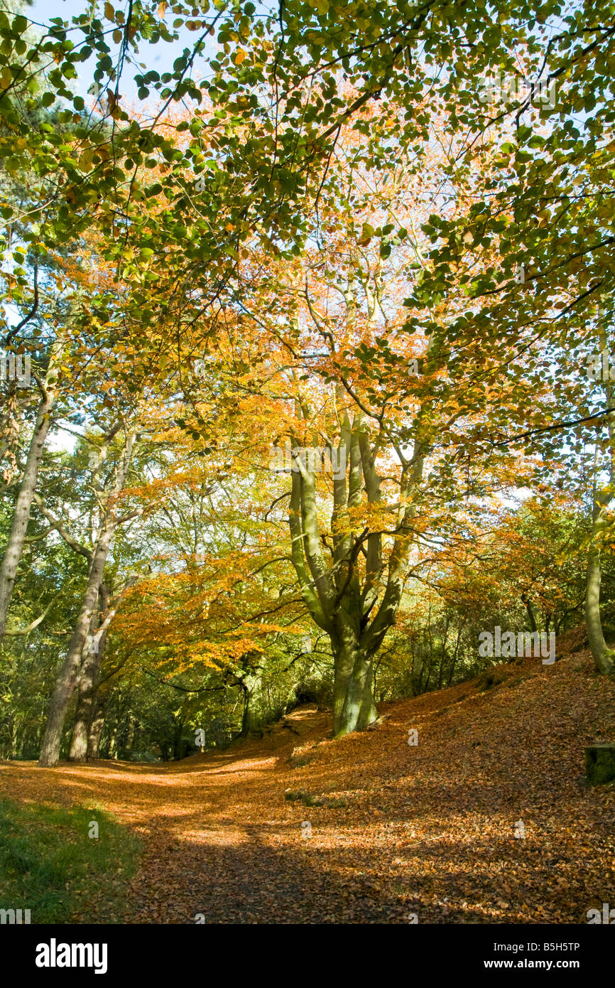 Mousehold heath hi-res stock photography and images - Alamy