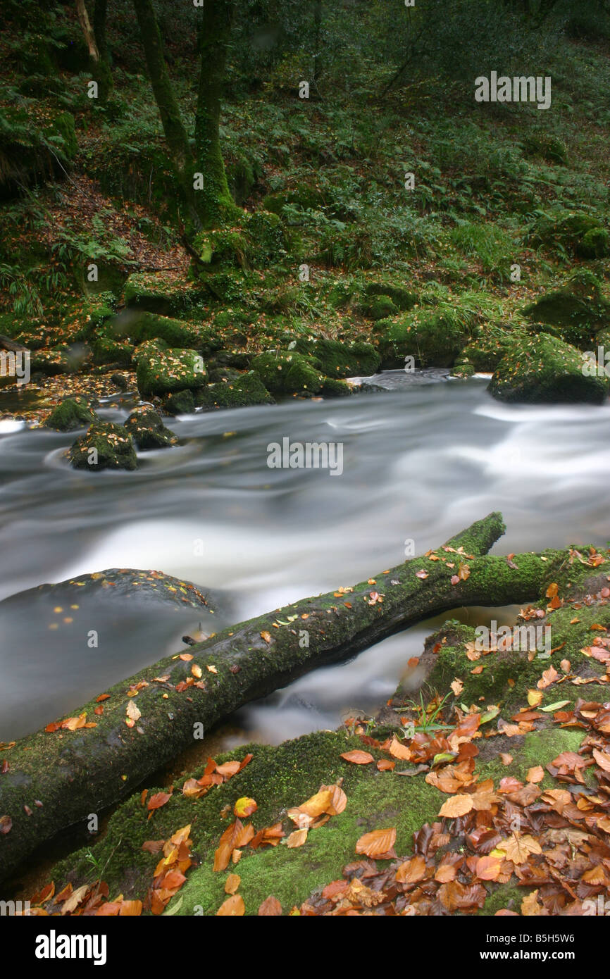 Moor forest hi-res stock photography and images - Alamy