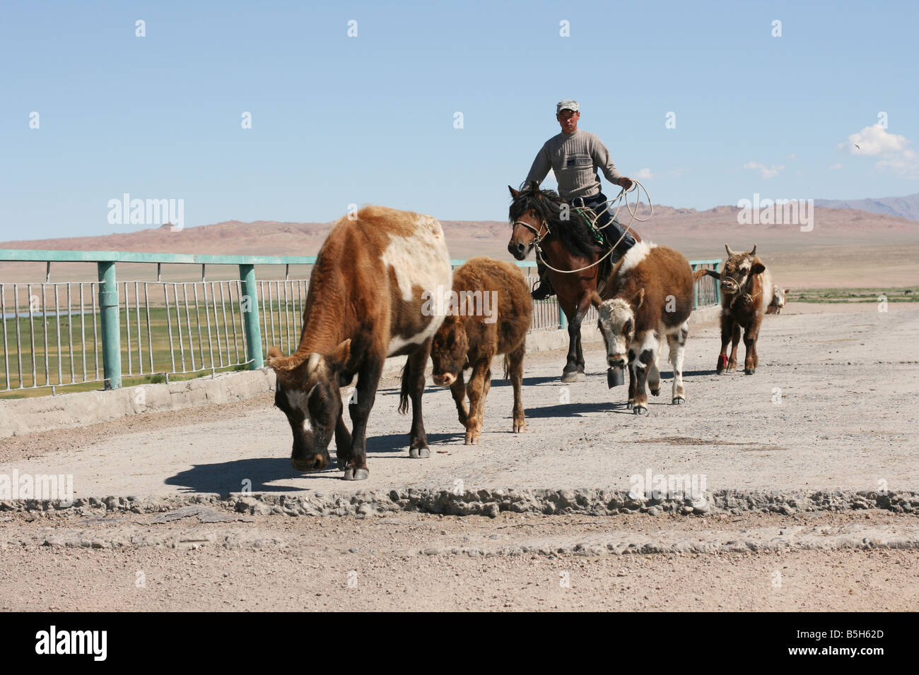 Mongolian man rounding up bulls Stock Photo - Alamy