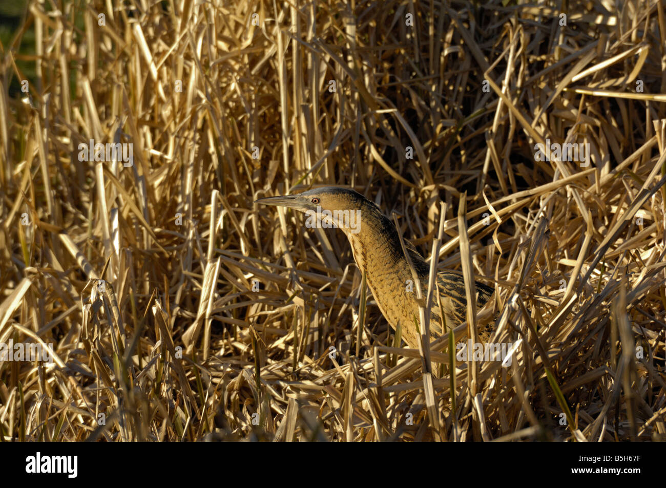 Booming bittern hi-res stock photography and images - Alamy