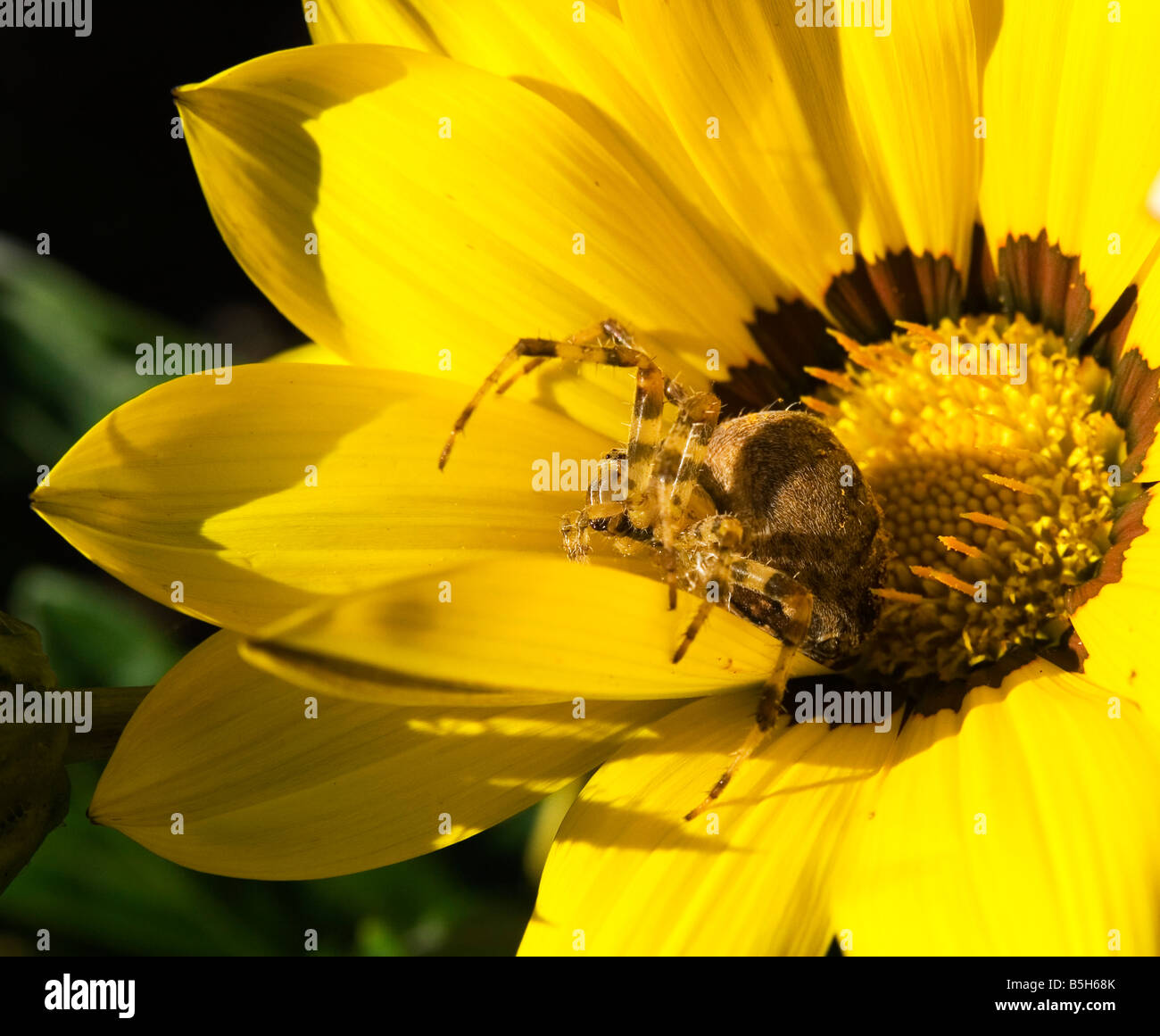 Spider on Gerbera Stock Photo - Alamy