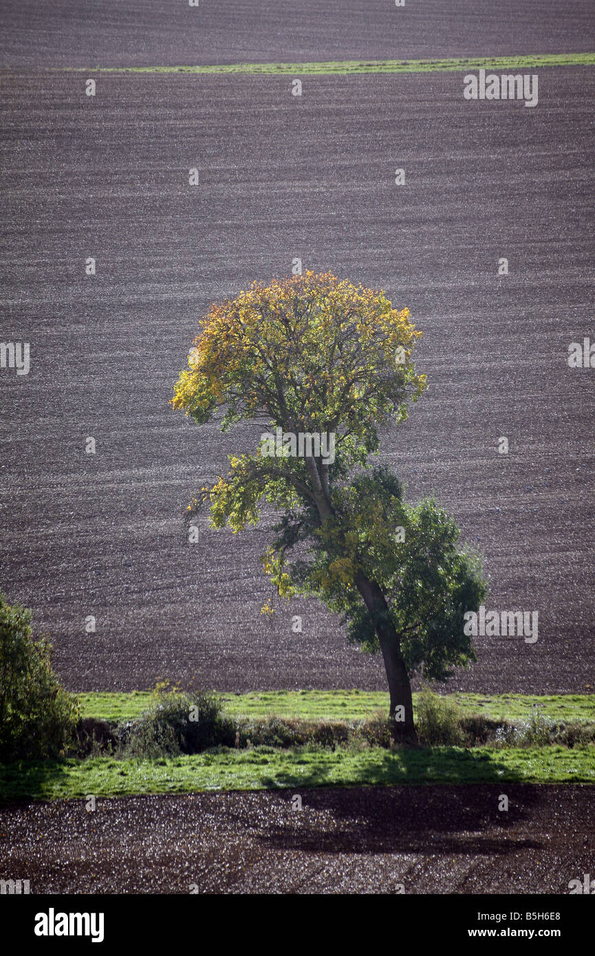 Oak tree in Autumn on agricultural land near Clare and Cavendish in ...