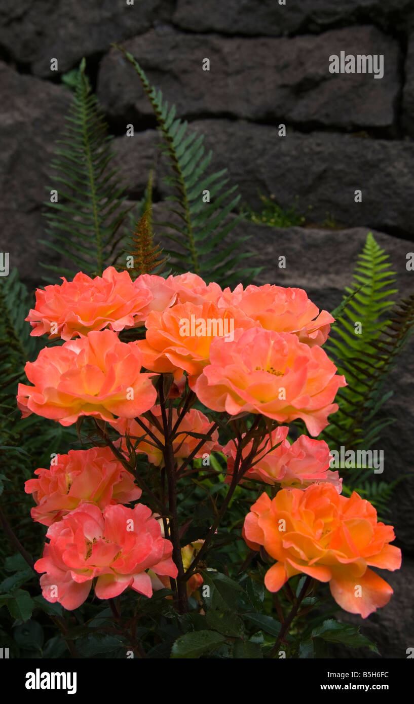 Rock roses hi-res stock photography and images - Alamy