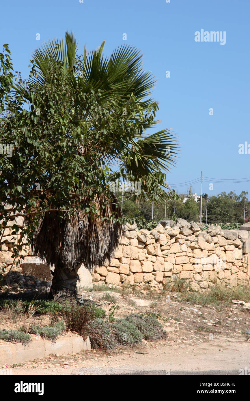 Malta tree hi-res stock photography and images - Alamy